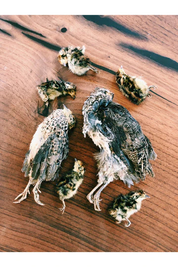 A Full Selection of Frozen Quail Feeders for Premium Nutrition ...