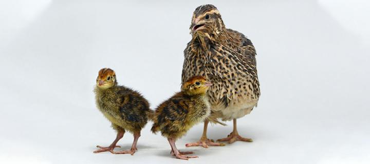 Live Quail - JMF Jumbo Brown Coturnix Quails – NWQuailFarm