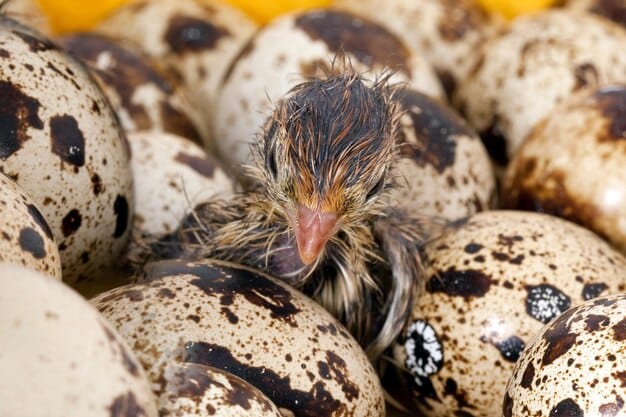 Jumbo Brown Coturnix Quail Hatching Eggs x30 – NWQuailFarm